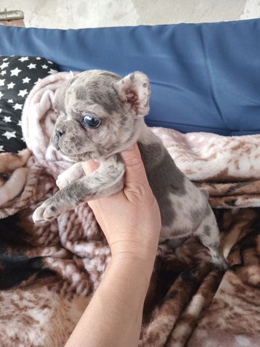 FRANCUSKI BULDOG ️PLAVI I MERLE ️Dovoz unutar i van Hr