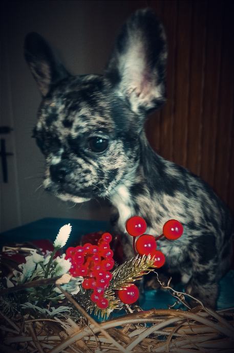 merle dječaka francuskog buldoga