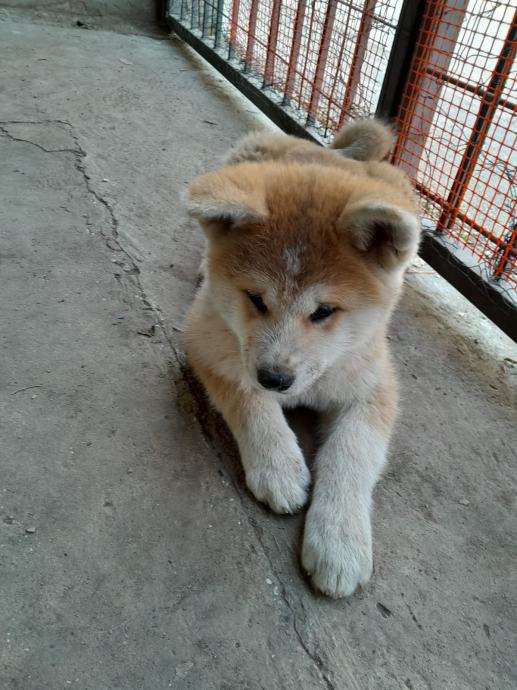 Štenci japanske akite inu