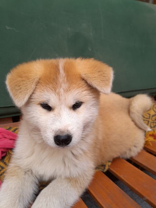 Štenci japanske akite inu