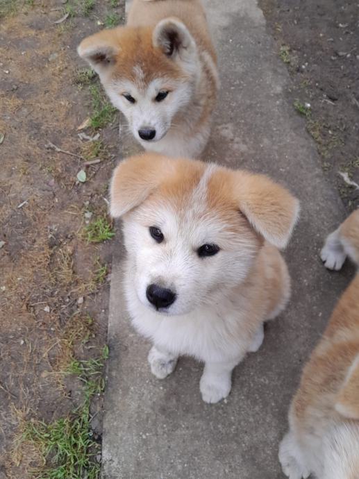 Štenci japanske akite inu