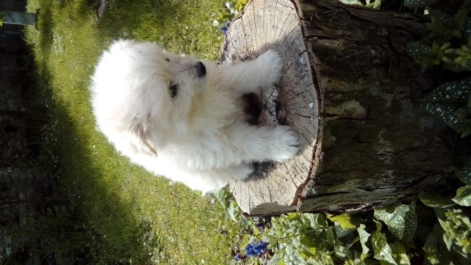 Štenci kraljevske pudlice i njemačkog špica