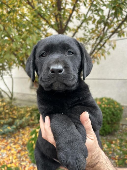 ŠTENCI labrador retrivera