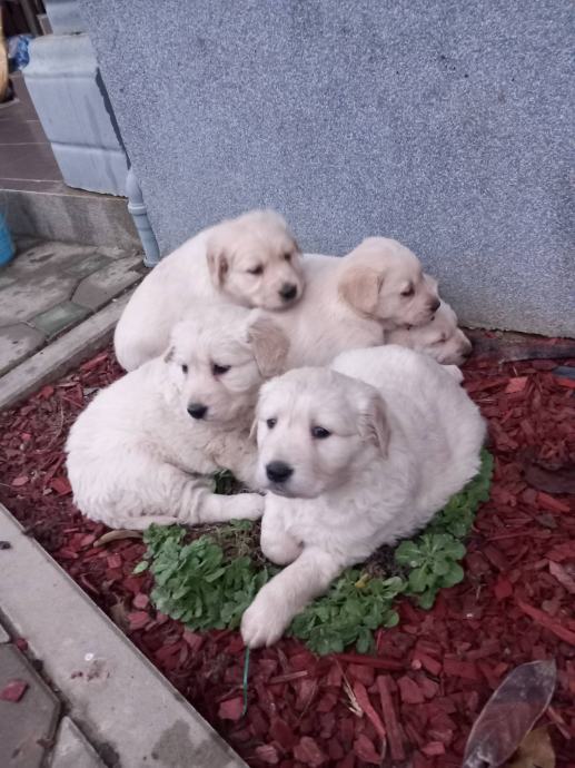 štenci labrador-zlatni retriver