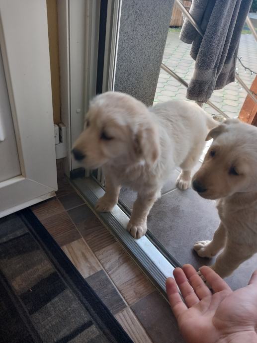 štenci labrador-zlatni retriver