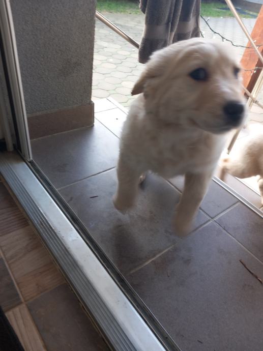štenci labrador-zlatni retriver