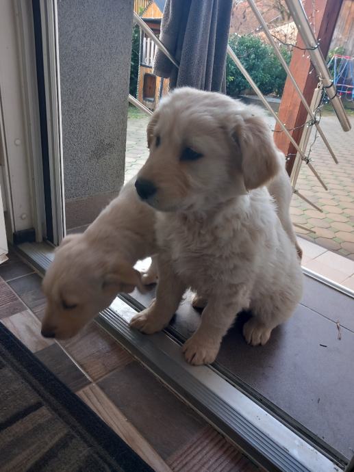 štenci labrador-zlatni retriver