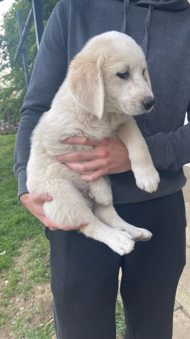 Štenci labradora retrivera