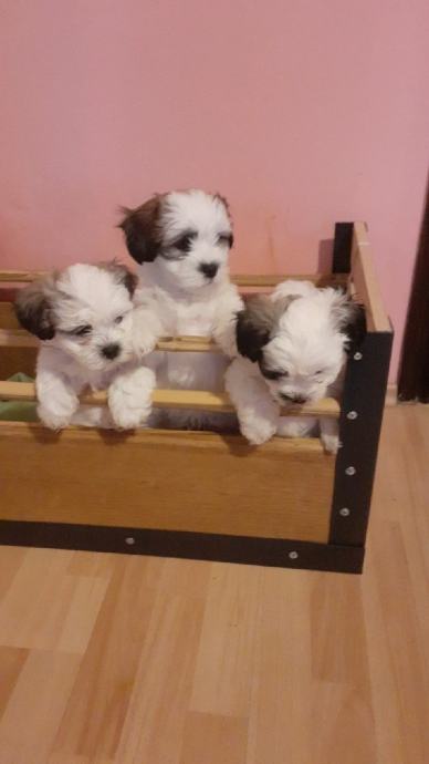 Stenci maltezer-shi tzu