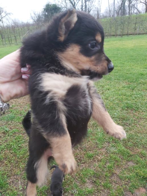 Štenci međi(mali međimurski pas)