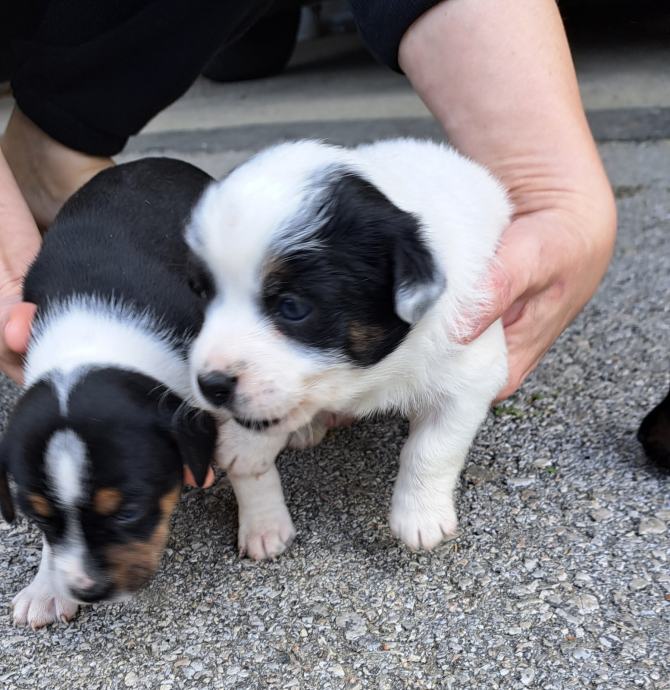 Štenci Međija, Međimurski pas