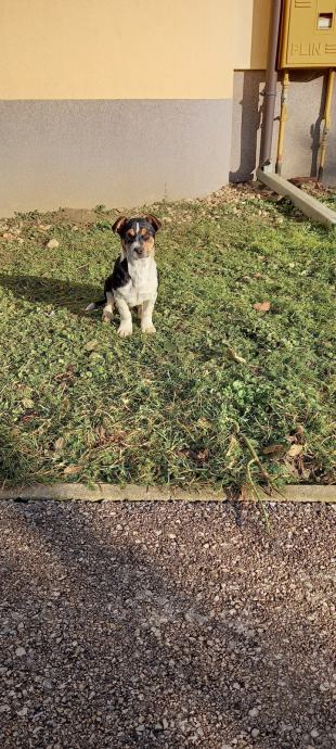 Štenci Međija, Međimurski pas