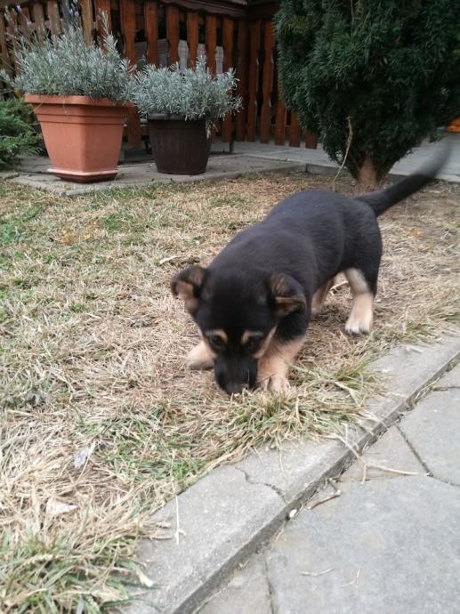 Međi - štenci pasmine Mali međimurski pas