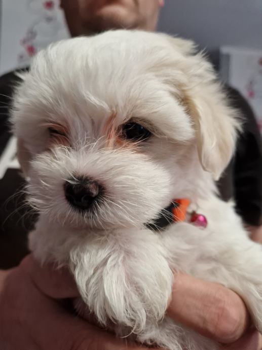 ŠTENCI MINI MALTEZERA