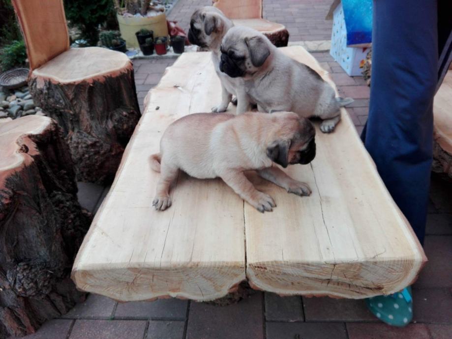 Štenci Mopsa