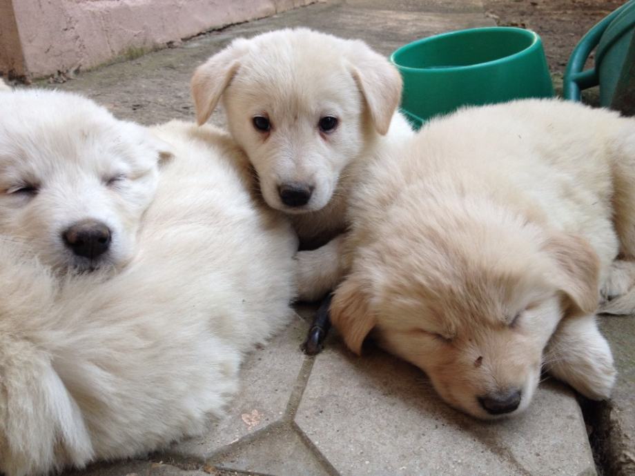 Štenci samojed labradora