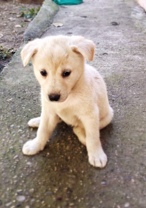 Štenci samojed labradora