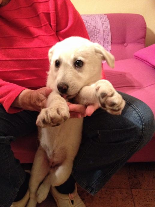 Štenci samojed labradora