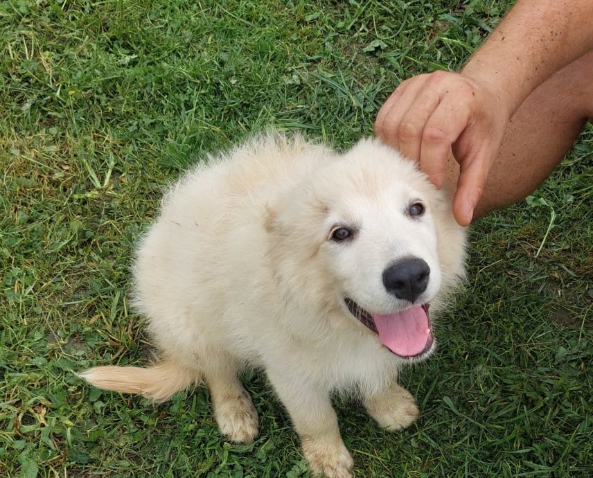 Štenci Samojeda na prodaju