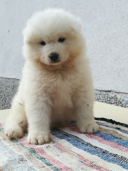 Štenci samojeda