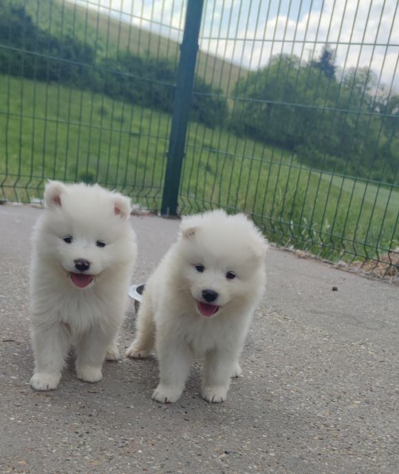 Poklanjam štene samojeda