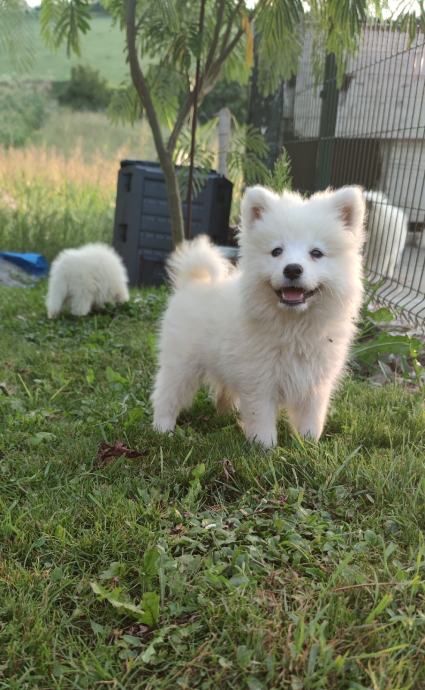 Poklanjam štene samojeda