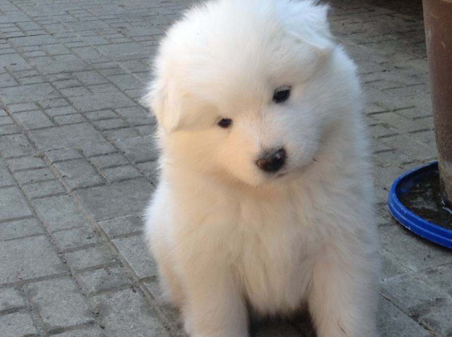Samojed stenci