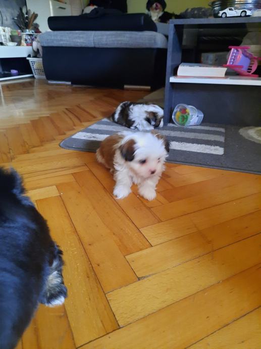 Štenci Shi tzu