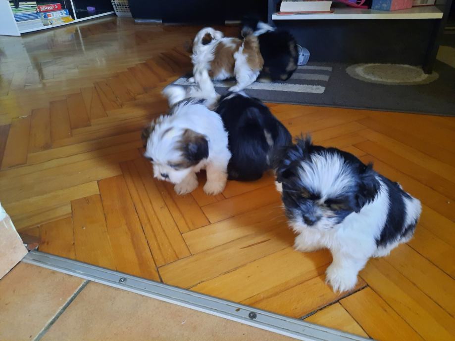 Štenci Shi tzu