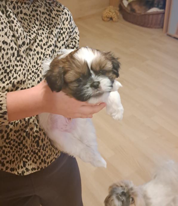 štenci shih tzu