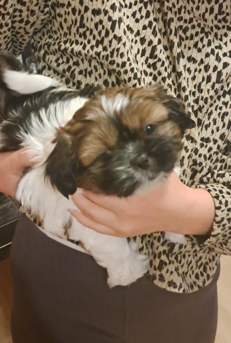 štenci shih tzu