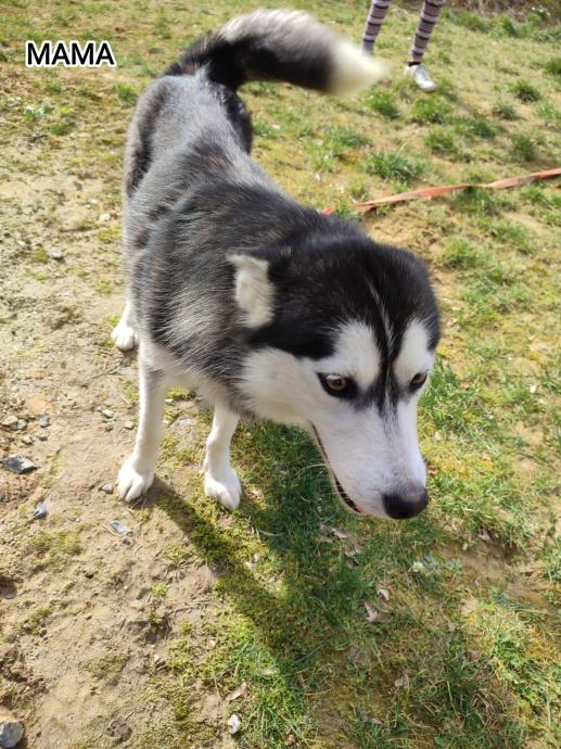 SIBIRSKI HASKI ŠTENCI