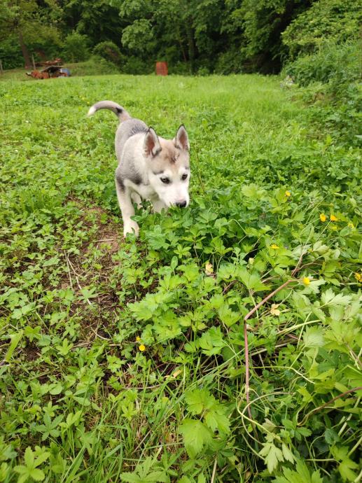 SIBIRSKI HASKI ŠTENCI