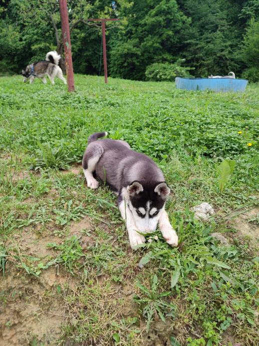 SIBIRSKI HASKI ŠTENCI