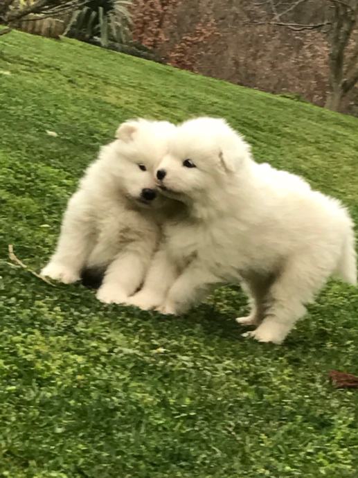 SIBIRSKI SAMOJED ŠTENCI MEDVJEĐI TIP