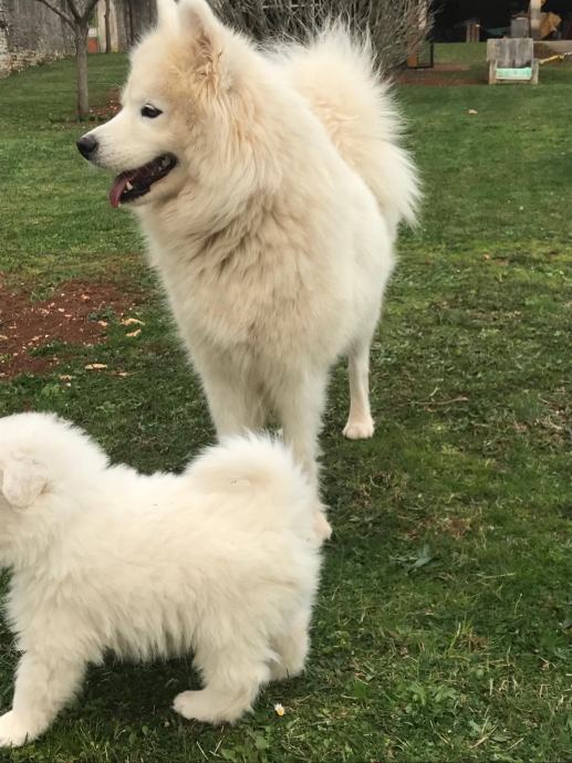 SIBIRSKI SAMOJED ŠTENCI MEDVJEĐI TIP