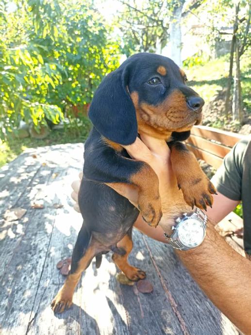 Slovački kopov. (Štenci, 2-Ž)