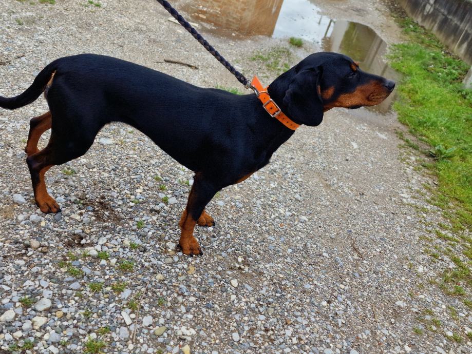 Slovački kopov. (Štenci, 2-Ž)