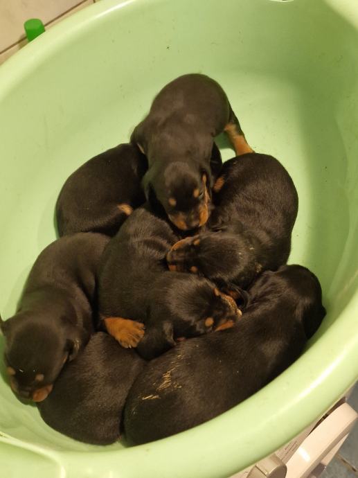 Slovački kopov. (Štenci, 2-Ž)