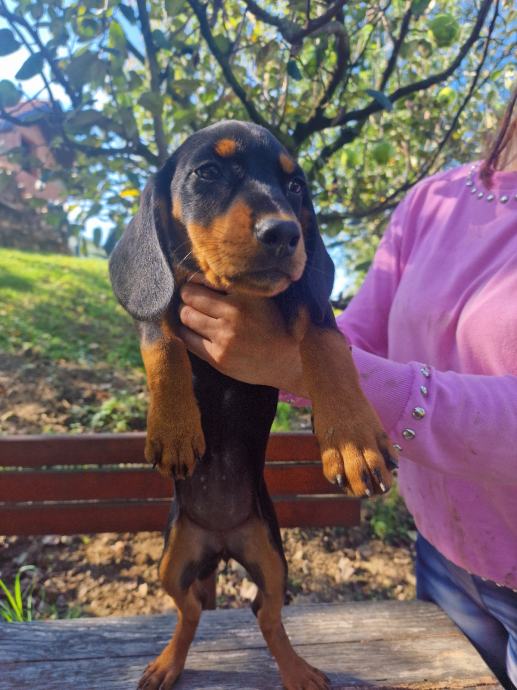 Slovački kopov. (Štenci, 2-Ž)