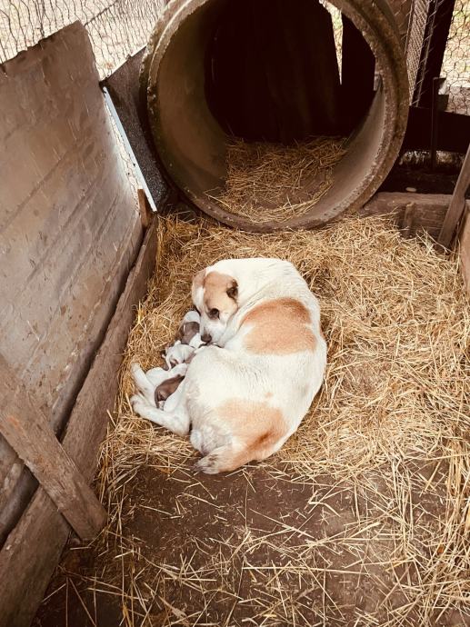 Stenci srednjeazijski ovcar(azijat) rezervacija
