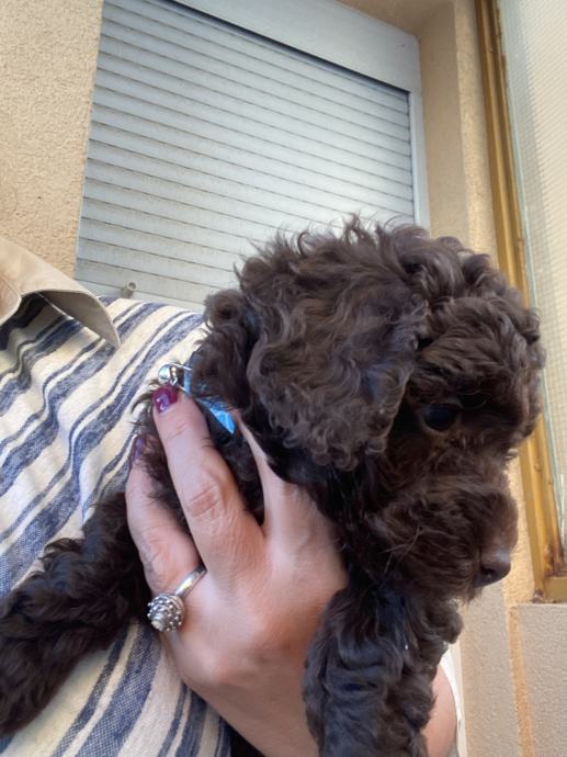 Štenci toy pudlice mini - smeđi mužjak i crna ženkica pudle