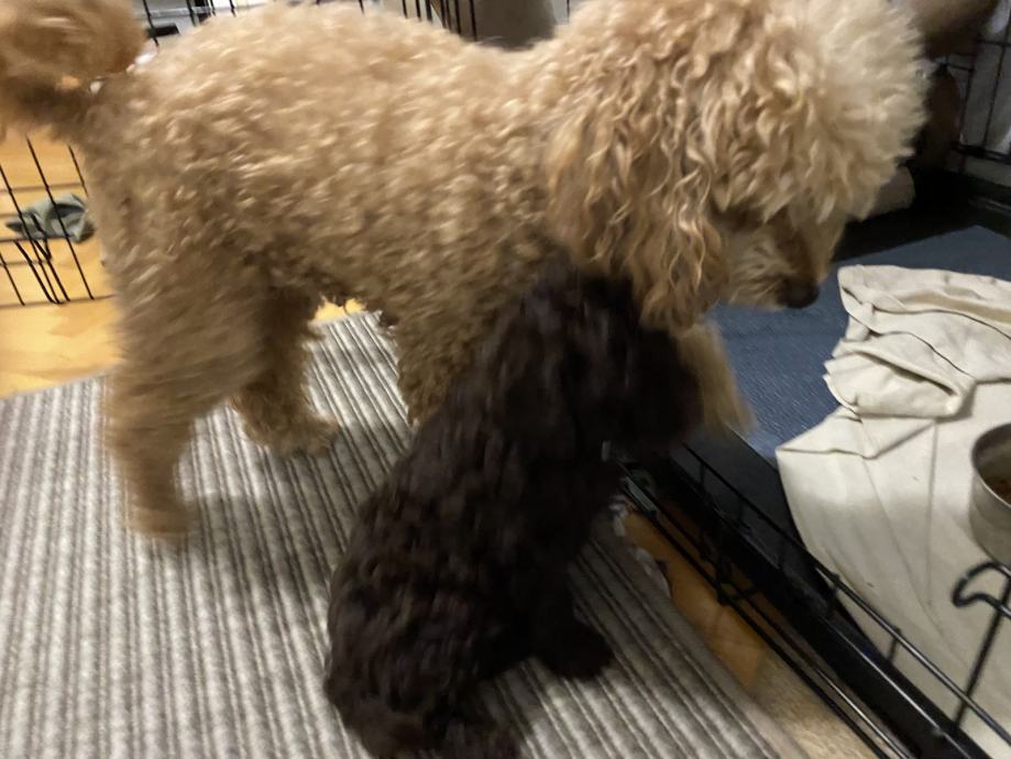 Štenci toy pudlice mini - smeđi mužjak i crna ženkica pudle