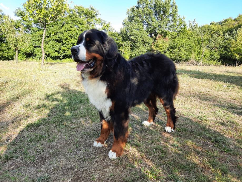 štene BERNSKI PLANINSKI PAS