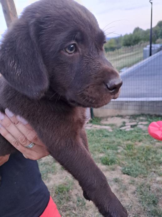 Štene čokoladnog labradora