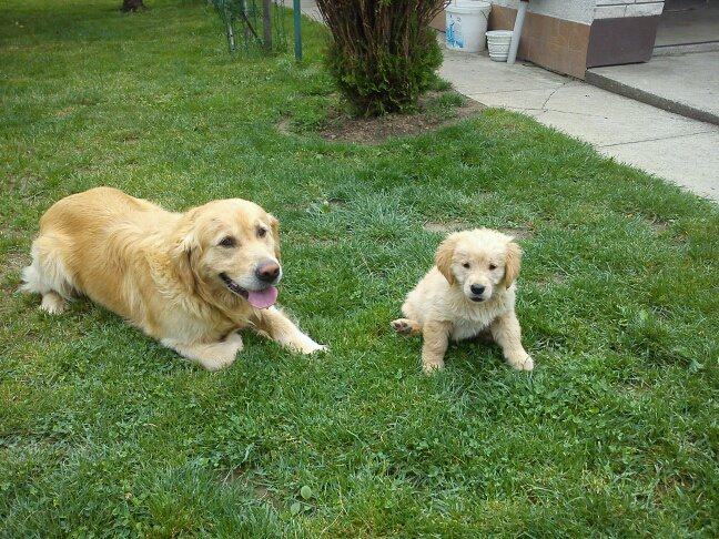Štene Zlatni retriver 300kn