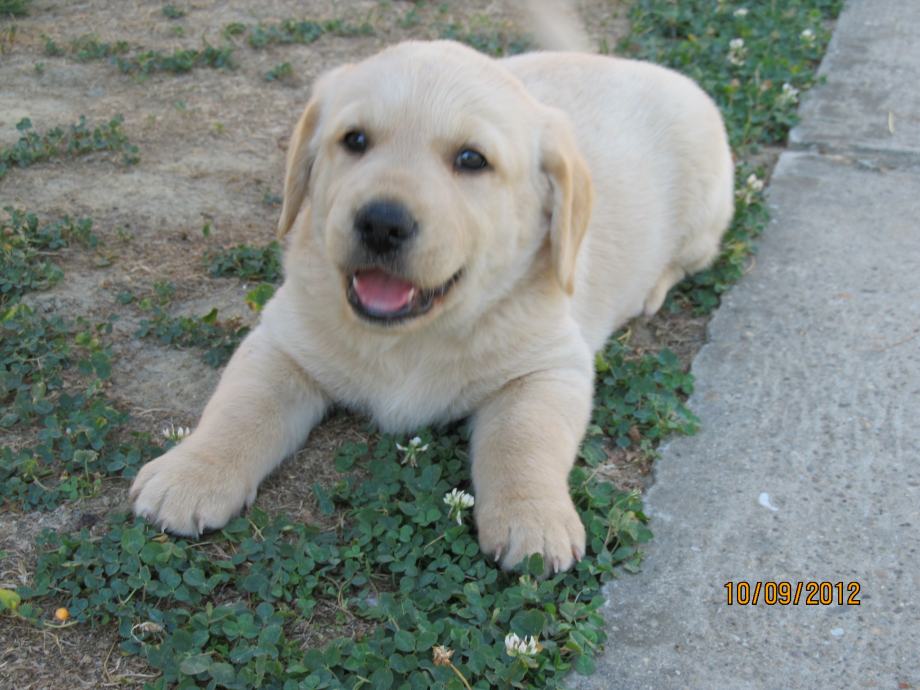 stene zlatni retriver