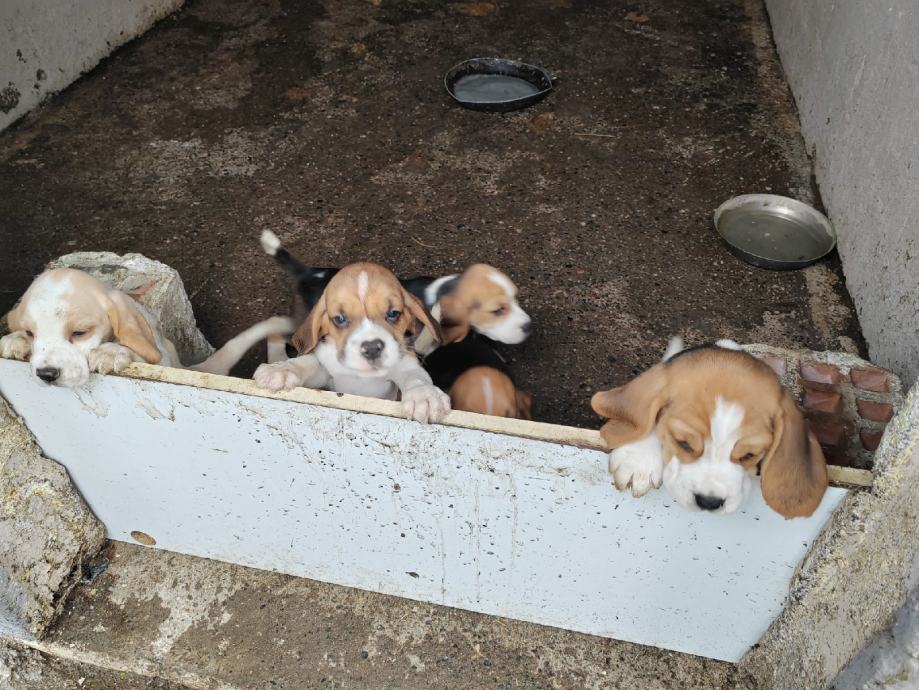 Beagle / bigl štenićl