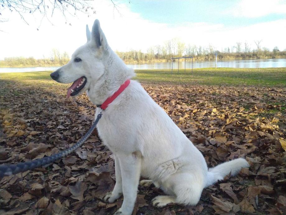 Švicarski bijeli ovcar kratkodlaki stenci