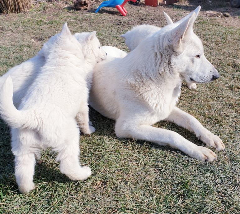 Švicarski bijeli ovcar kratkodlaki stenci